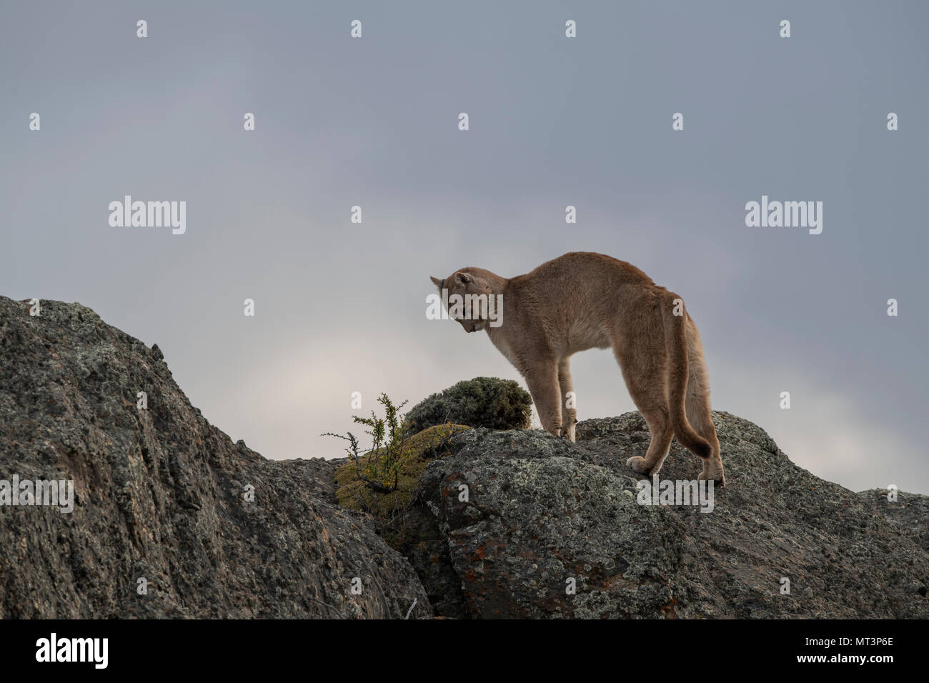 Wild puma -Fotos und -Bildmaterial in hoher Auflösung – Alamy
