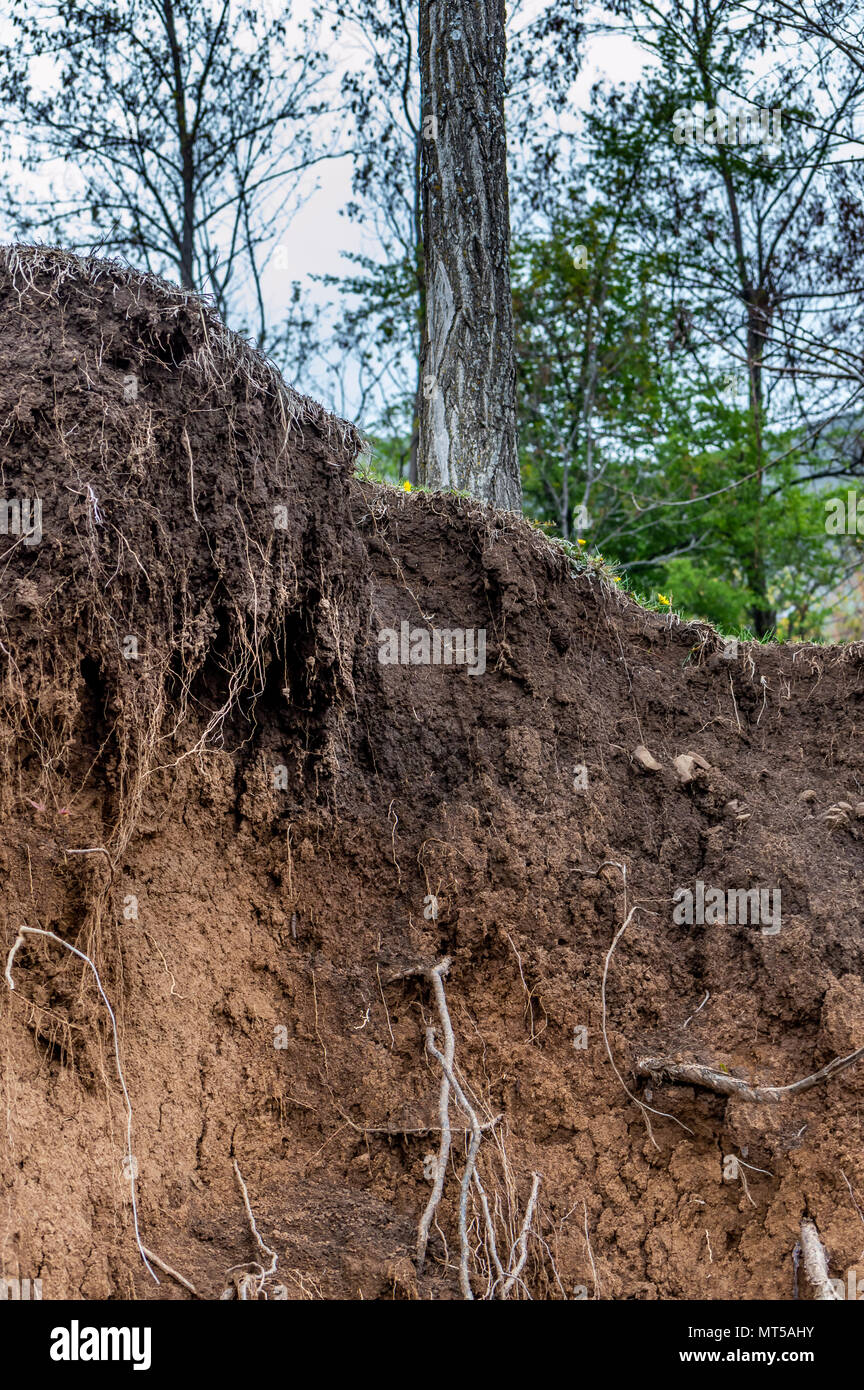 Schichten Boden nasse Erde wurzeln im Boden Boden Profil Boden Zonen ...