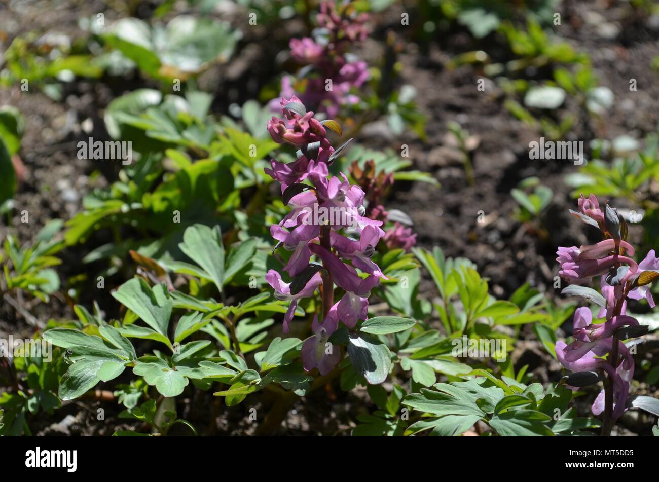 Kleine violette blumen -Fotos und -Bildmaterial in hoher Auflösung – Alamy