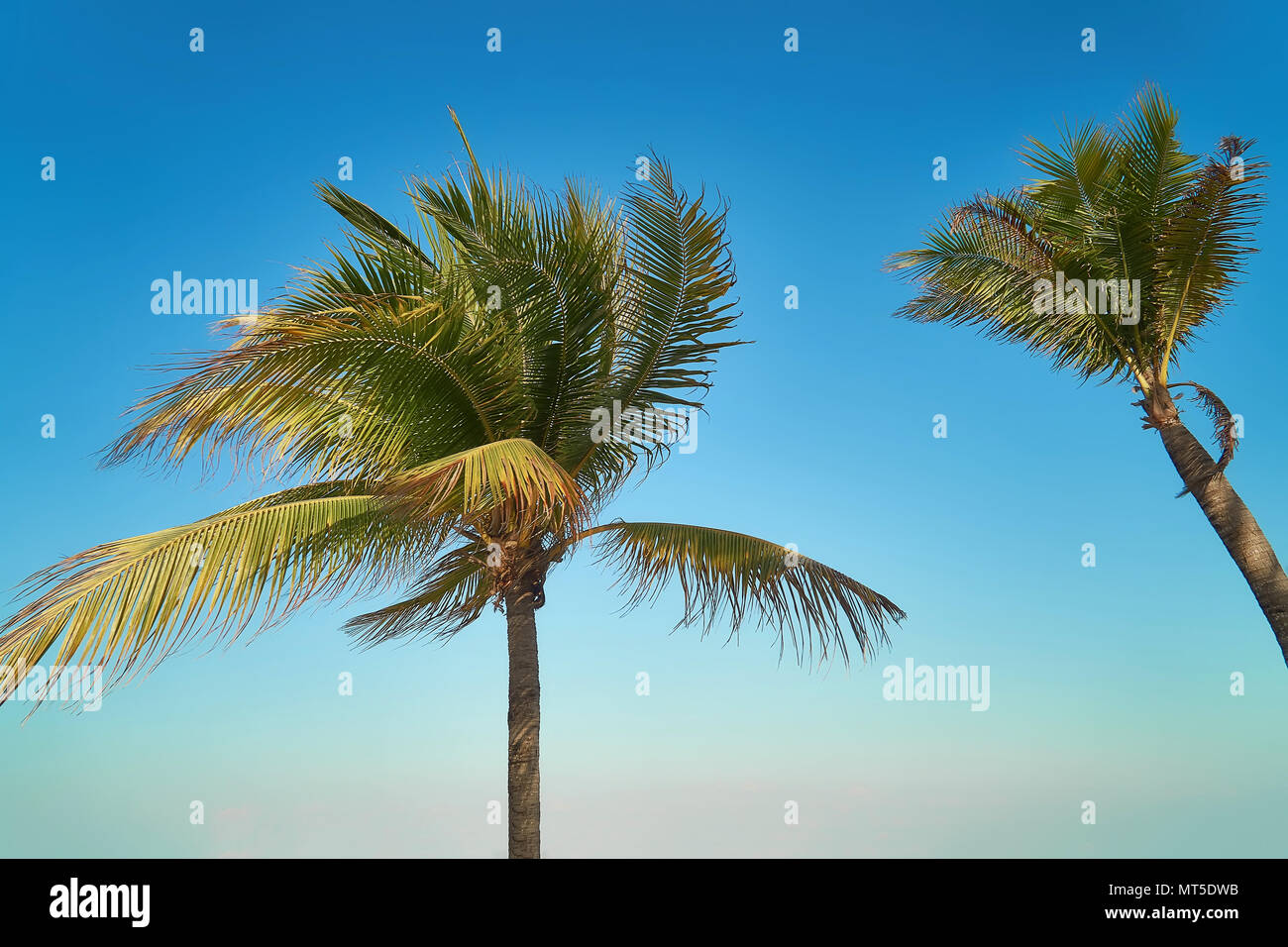 Palmen wiegen sich im sommerwind -Fotos und -Bildmaterial in hoher Auflösung – Alamy