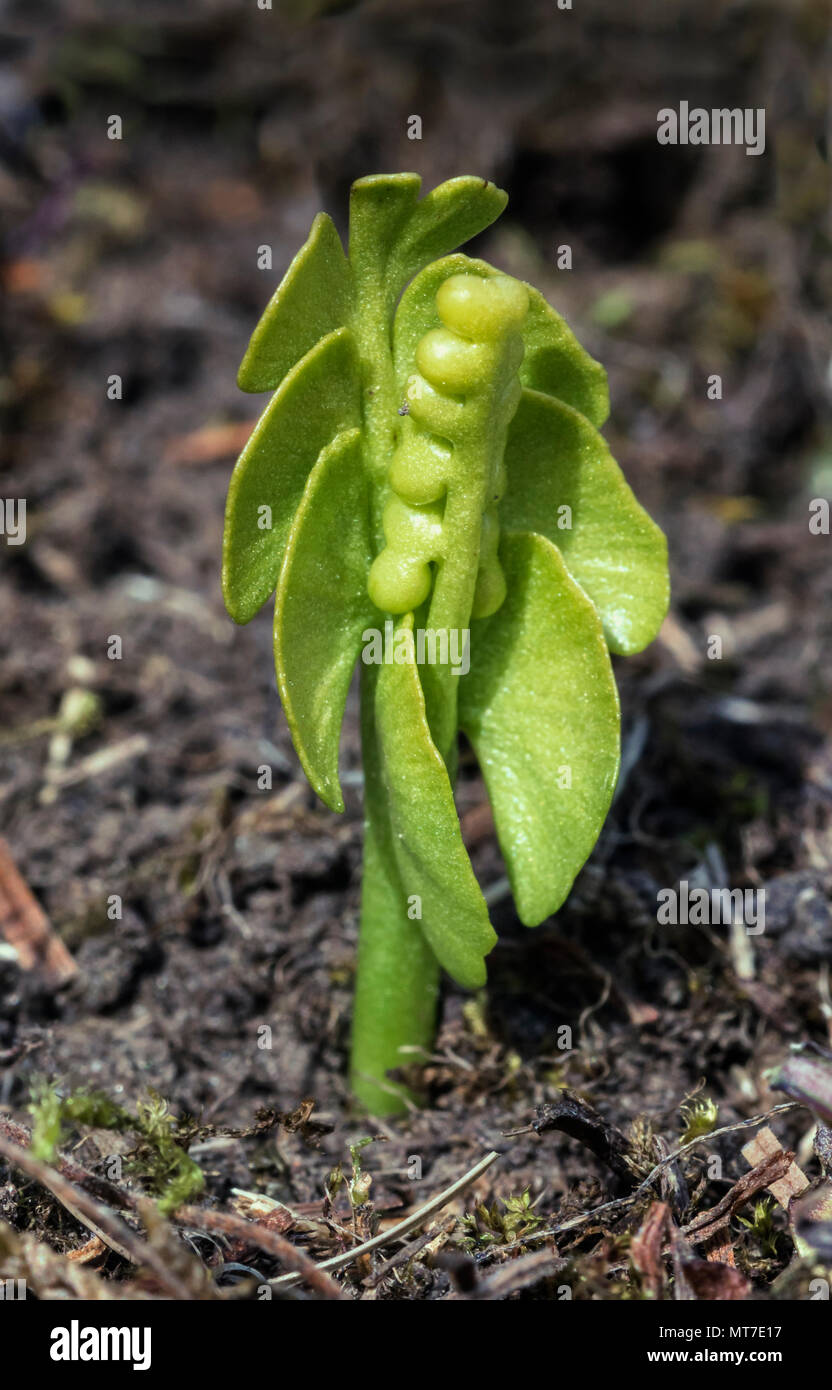 Mondkraut botrychium lunaria -Fotos und -Bildmaterial in hoher ...