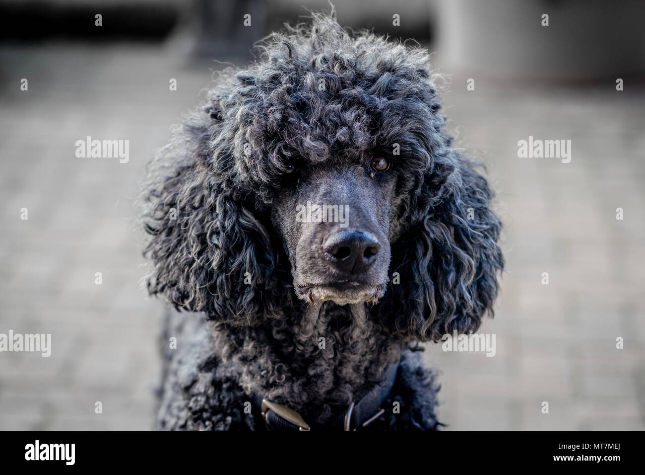 Black Poodle Stockfotos und -bilder Kaufen - Alamy