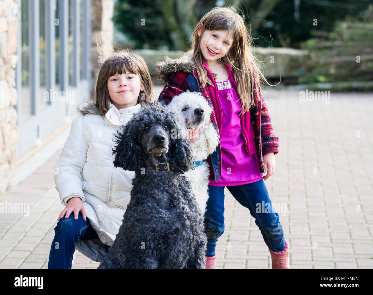 Standard poodles -Fotos und -Bildmaterial in hoher Auflösung – Alamy