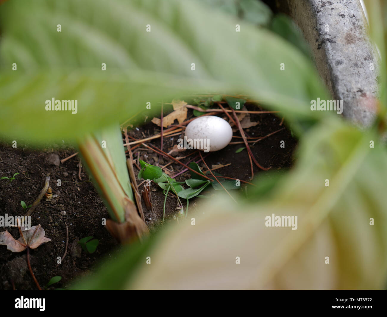 Taube singl ei -Fotos und -Bildmaterial in hoher Auflösung – Alamy