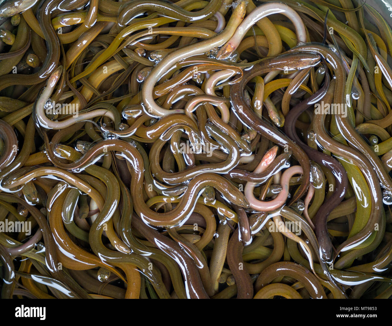 Kleine aale -Fotos und -Bildmaterial in hoher Auflösung – Alamy