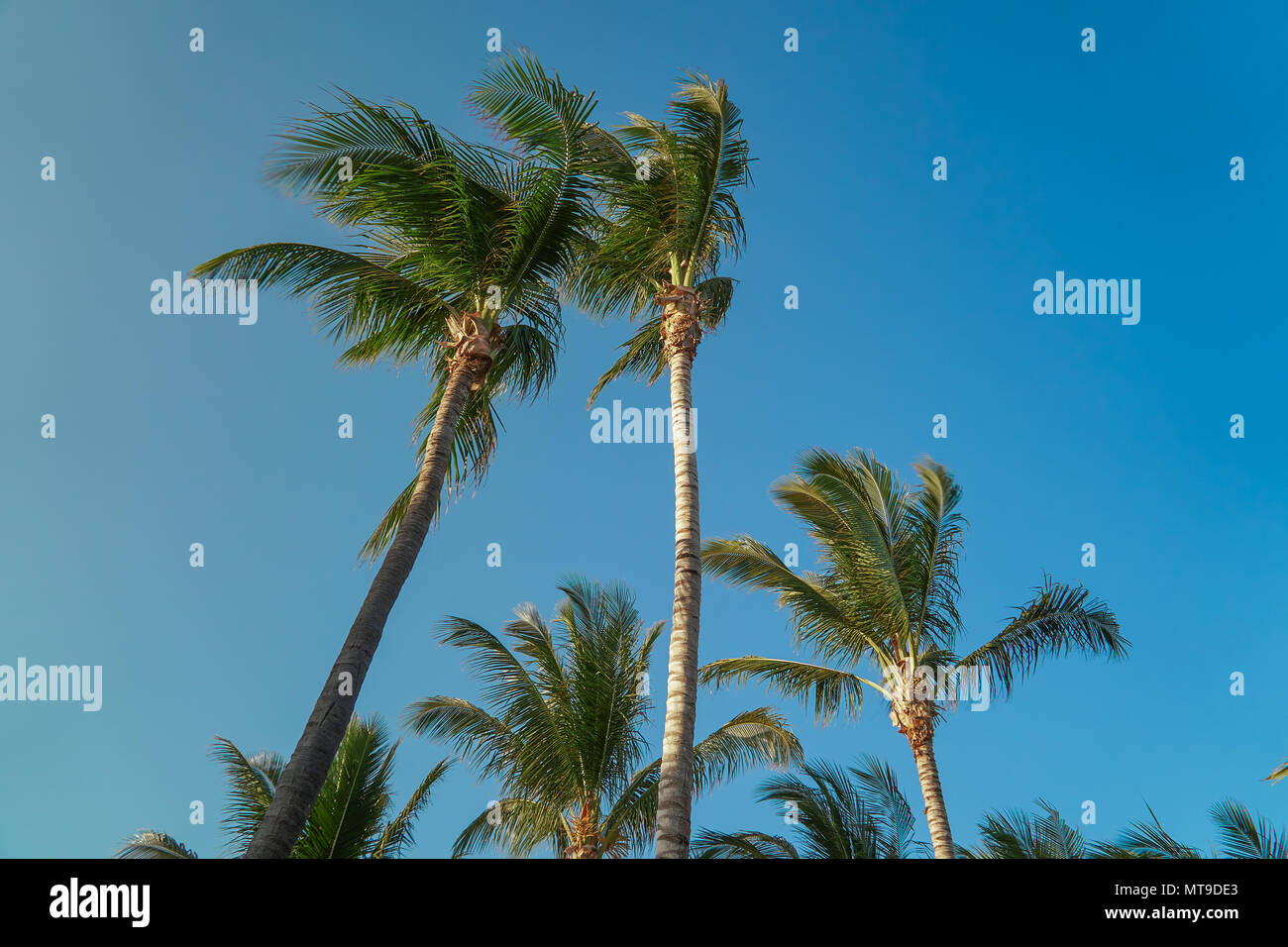 Palmen wiegen sich im sommerwind -Fotos und -Bildmaterial in hoher Auflösung – Alamy