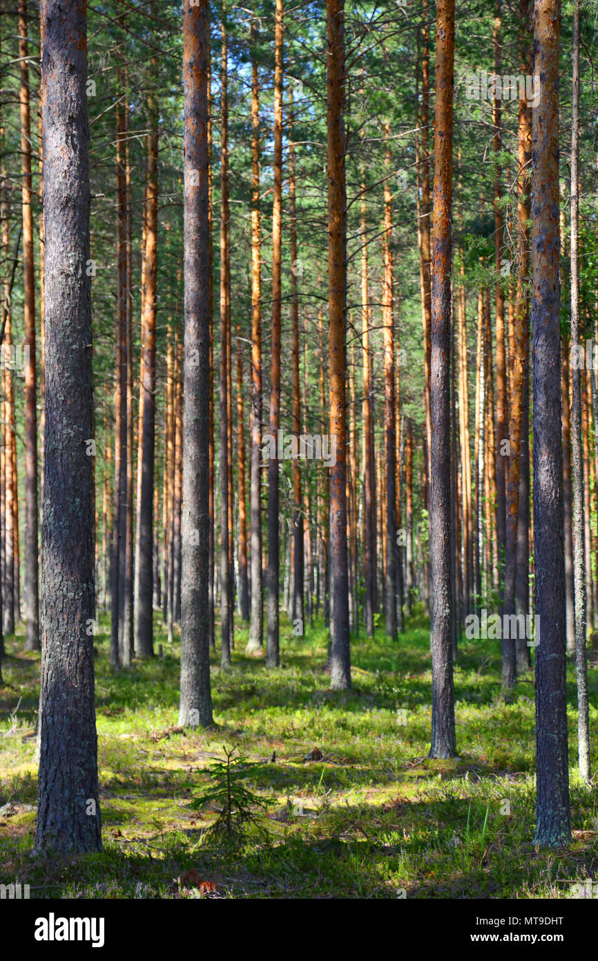 Taiga landschaft -Fotos und -Bildmaterial in hoher Auflösung – Alamy