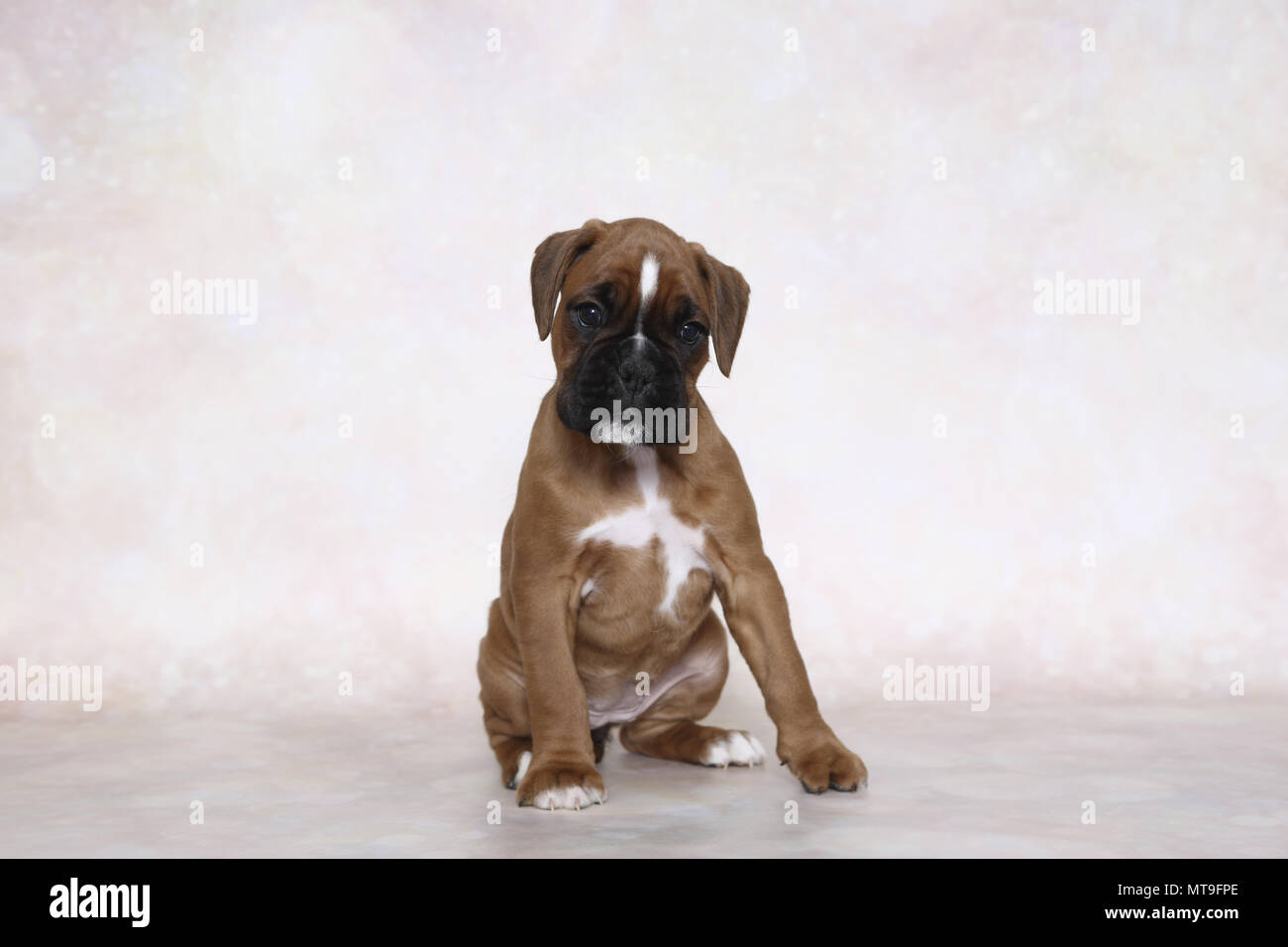 Sitzender boxerhund -Fotos und -Bildmaterial in hoher Auflösung – Alamy