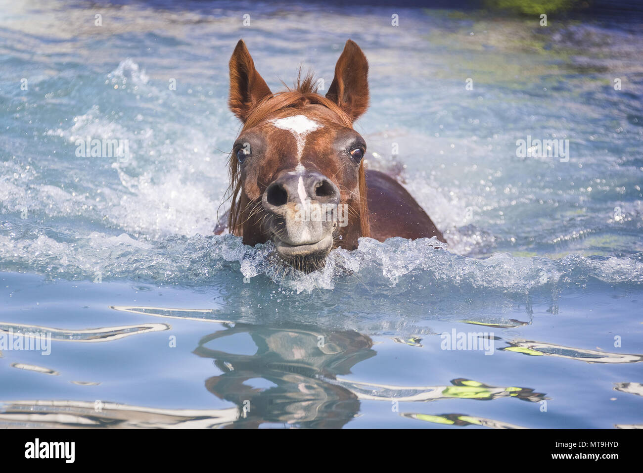 Schwimmen lustig humorvoll -Fotos und -Bildmaterial in hoher Auflösung ...