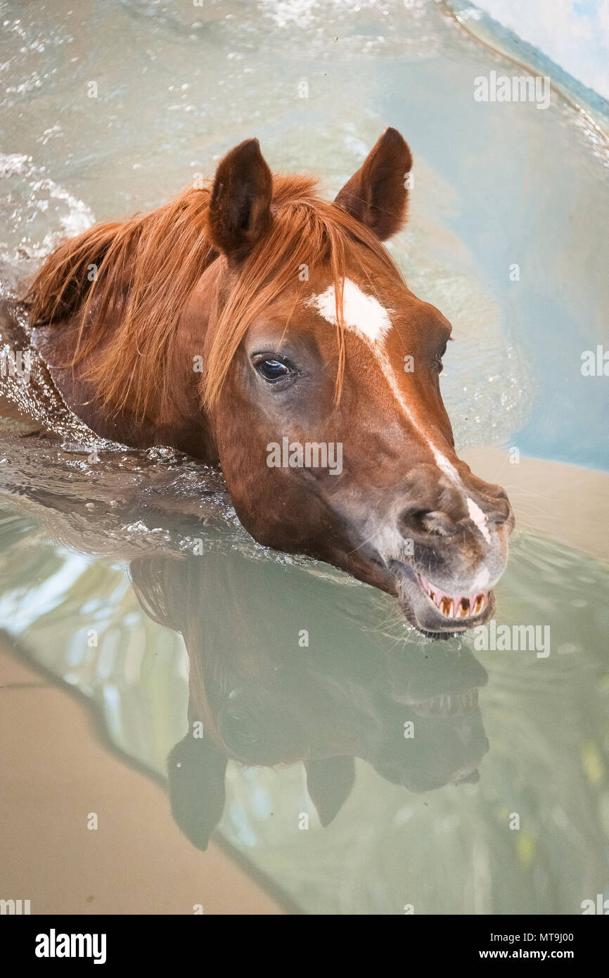 Schwimmen Lustig Humorvoll Stockfotos und -bilder Kaufen - Alamy
