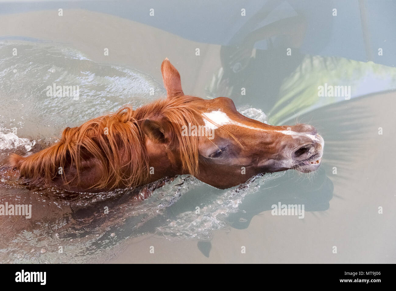 Heimisches Schwimmbad Stockfotos und -bilder Kaufen - Alamy