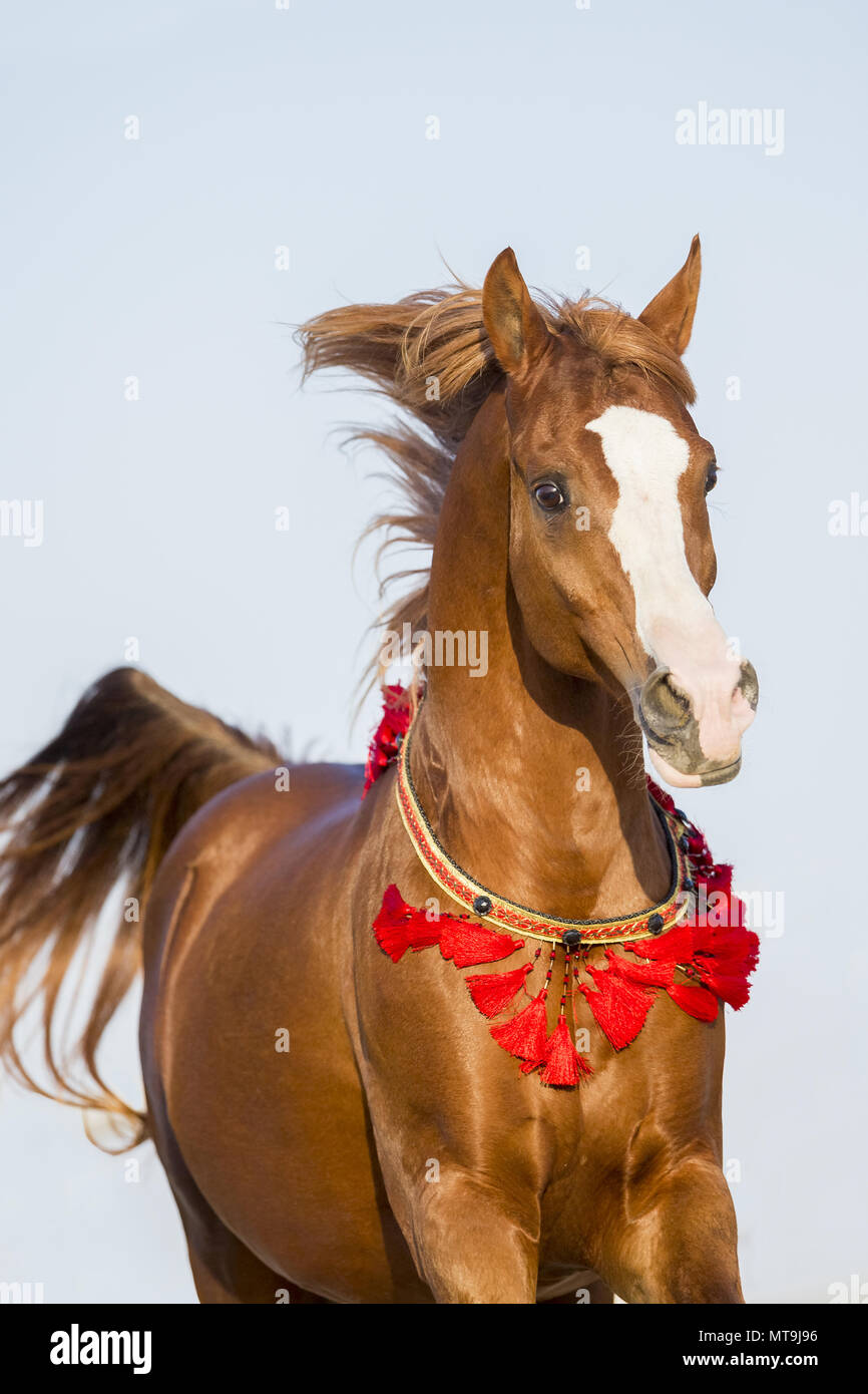 Galopp galoppieren -Fotos und -Bildmaterial in hoher Auflösung – Alamy