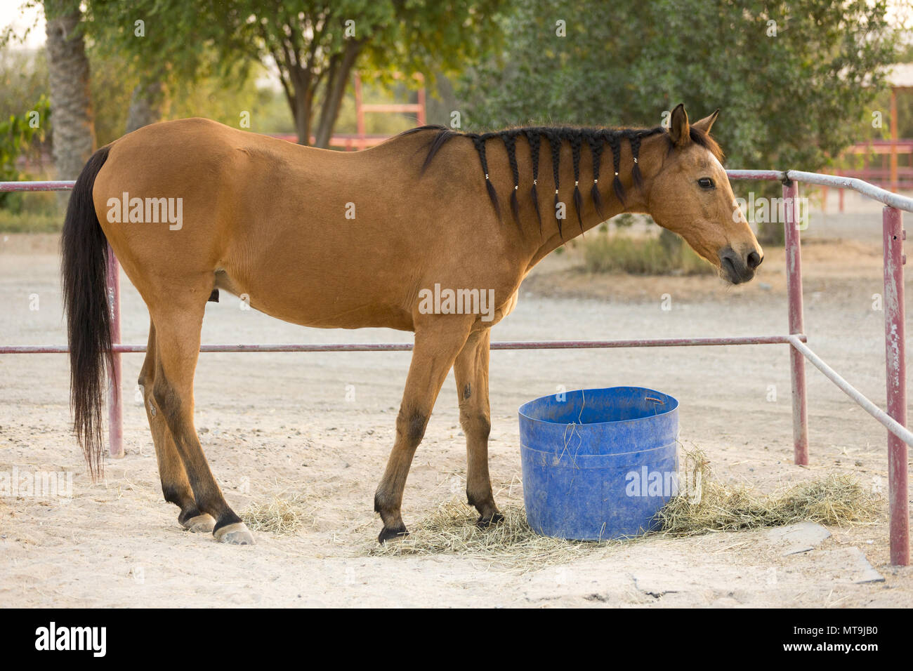 Arabische Pferd. Kastanie altes Pferd stehend in einem Paddock, mit ...