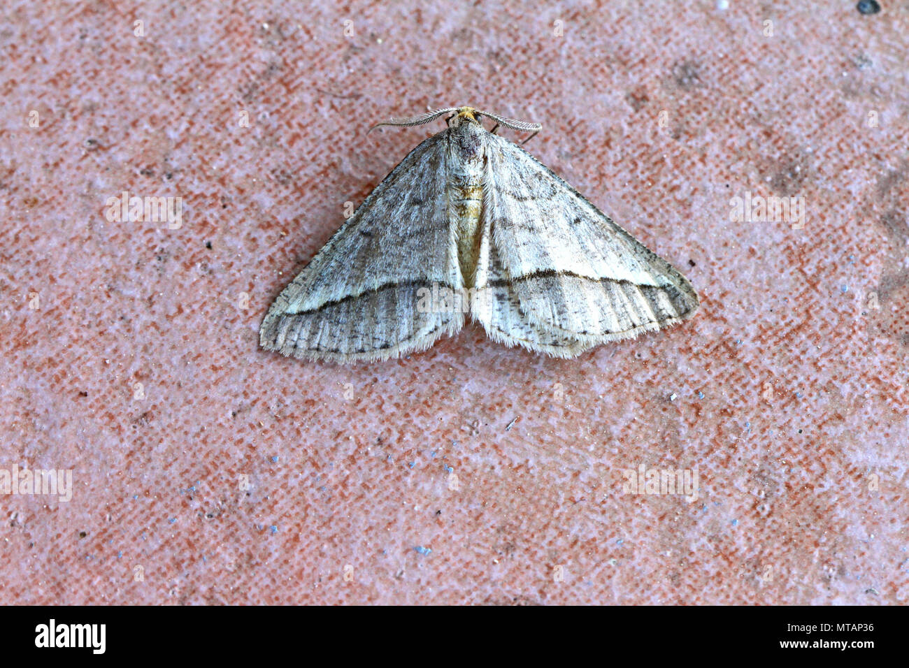 Klein Weiß oder Silber Ventilator Fuß Motte herminia grisealis ...