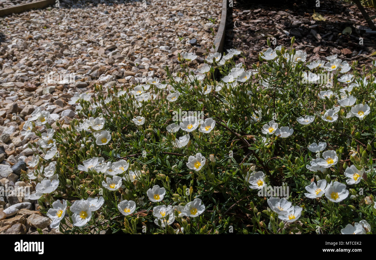 Sahuc rock rose -Fotos und -Bildmaterial in hoher Auflösung – Alamy