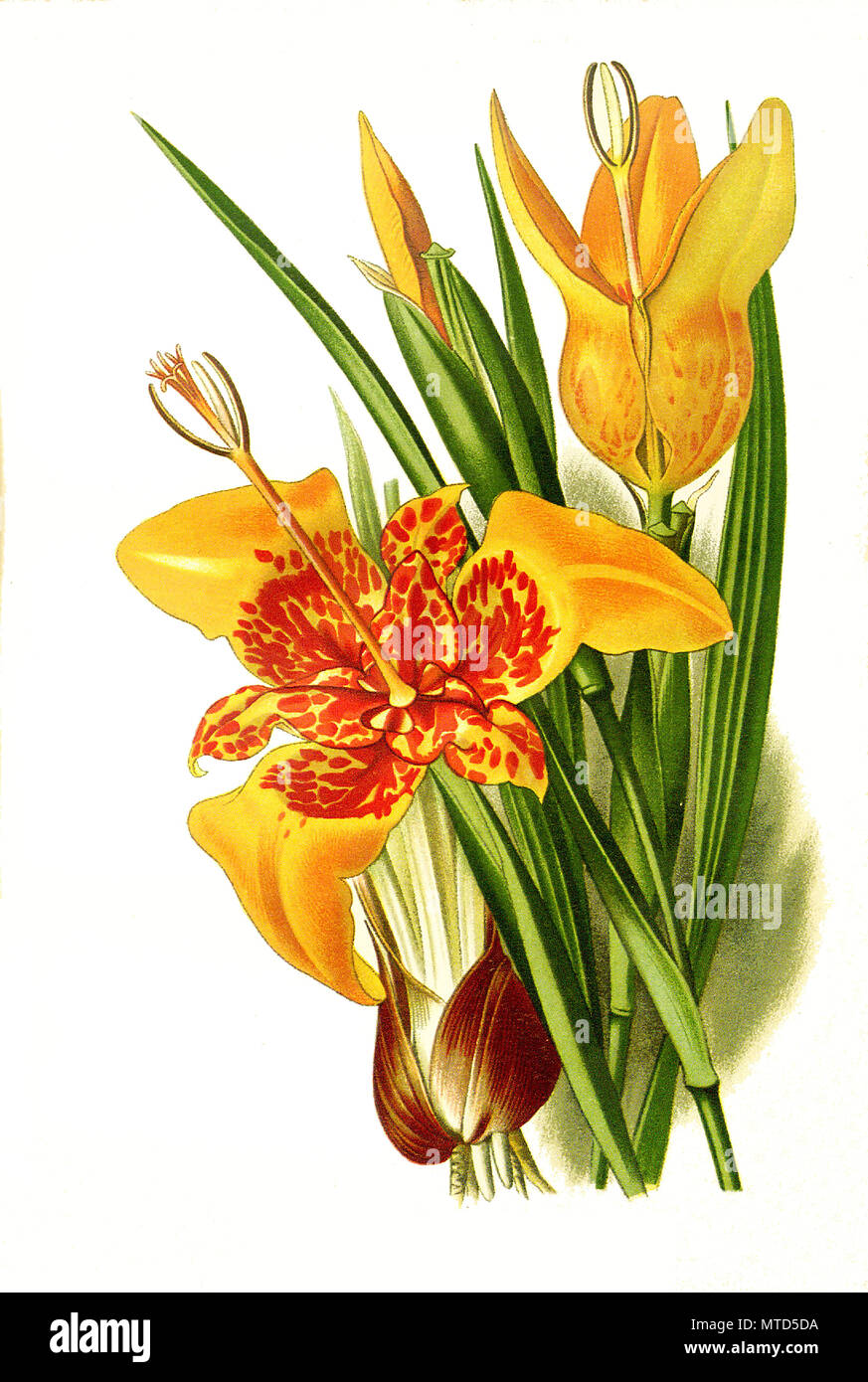 Tiger iris -Fotos und -Bildmaterial in hoher Auflösung – Alamy