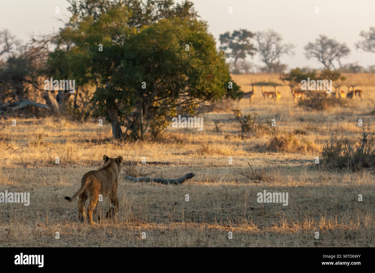 Großwildjäger beute -Fotos und -Bildmaterial in hoher Auflösung – Alamy