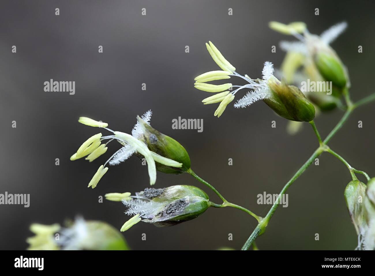 Manna grass -Fotos und -Bildmaterial in hoher Auflösung – Alamy