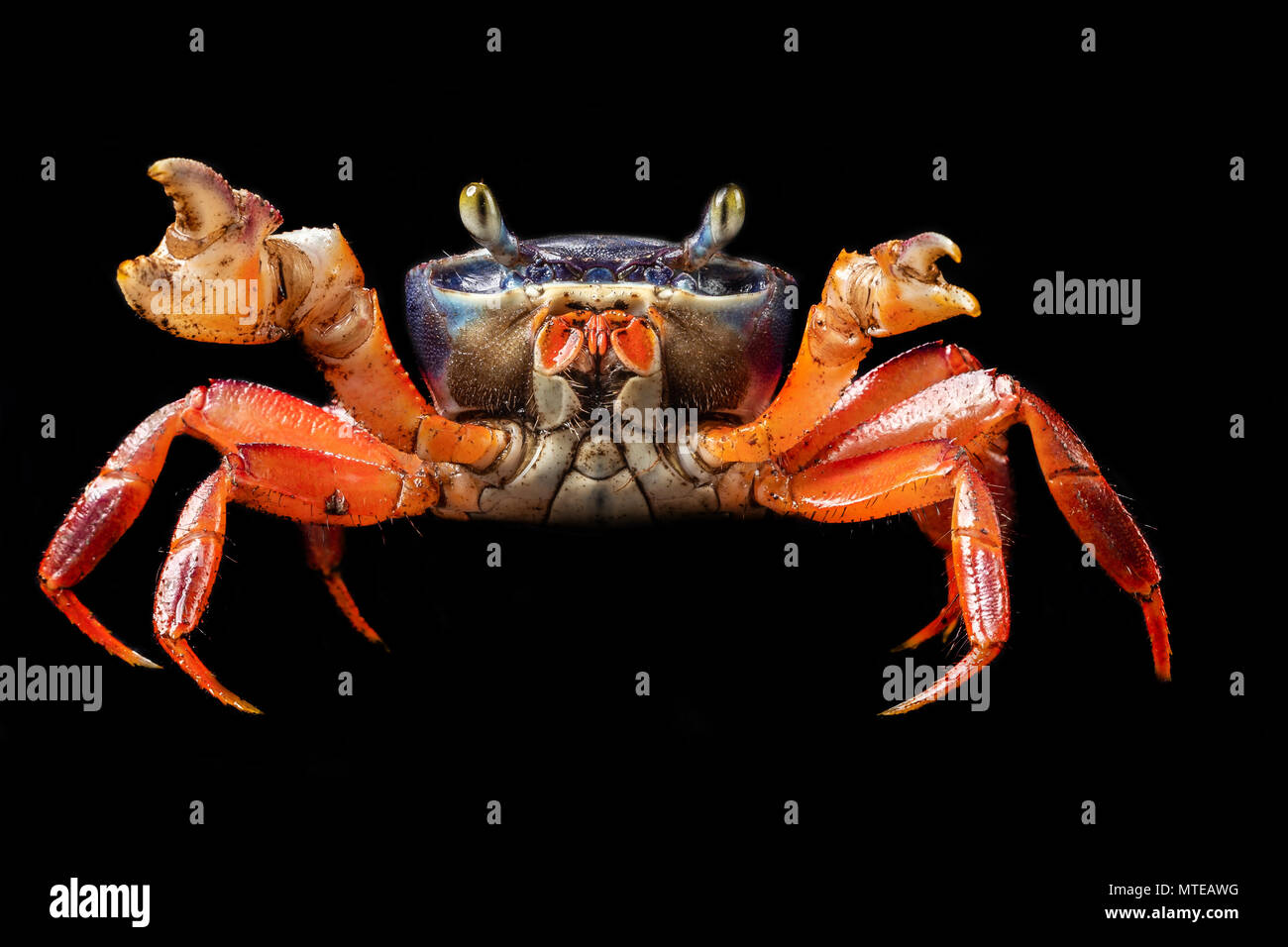 Red land crab -Fotos und -Bildmaterial in hoher Auflösung – Alamy