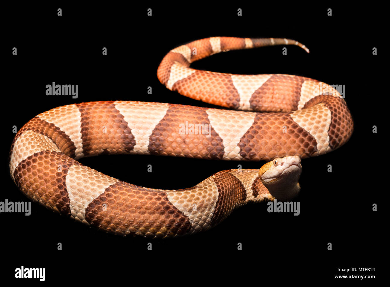 Agkistrodon contortrix -Fotos und -Bildmaterial in hoher Auflösung – Alamy