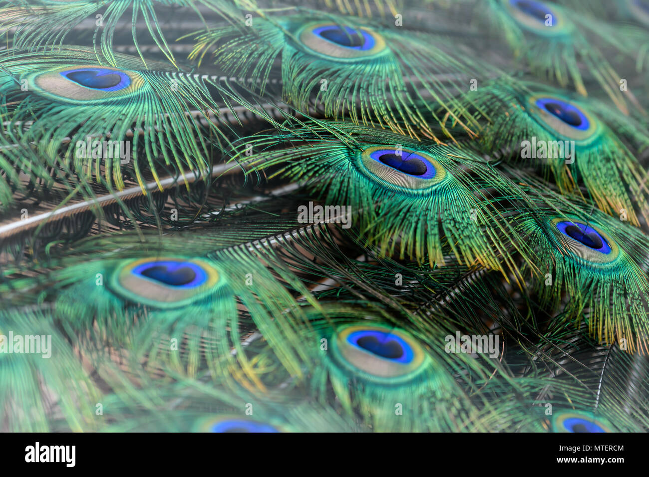 Pfauenfeder Muster Stockfotos und -bilder Kaufen - Alamy
