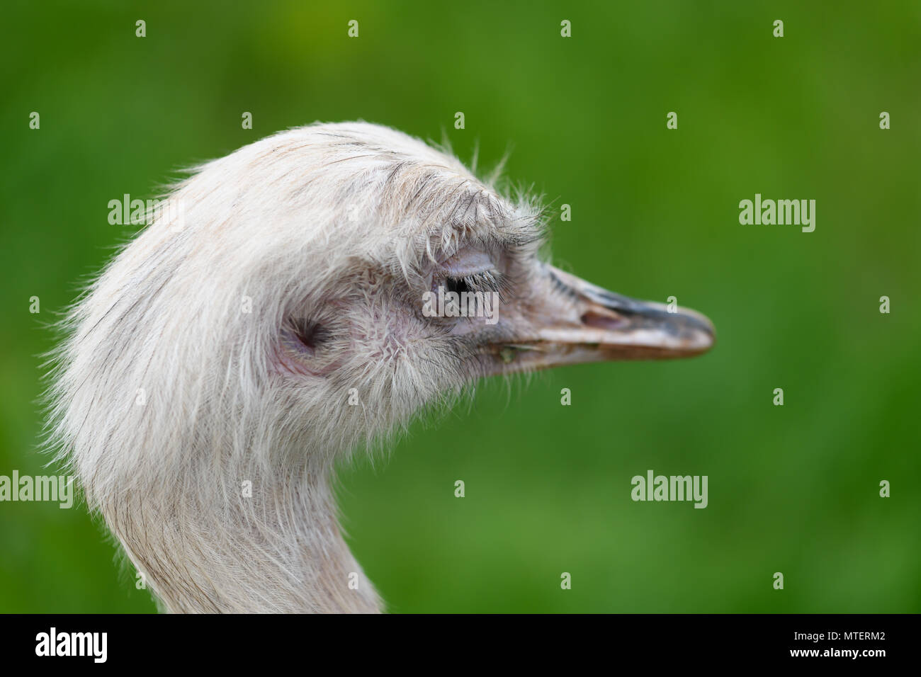 Emu vogel bild -Fotos und -Bildmaterial in hoher Auflösung – Alamy