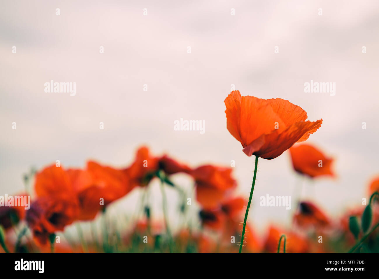 Mohn blumen makro -Fotos und -Bildmaterial in hoher Auflösung - Seite 13 - Alamy