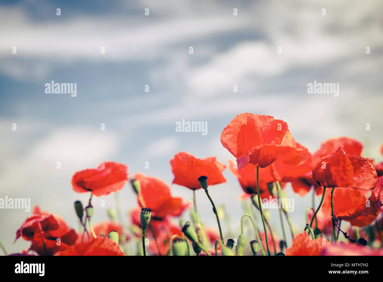 Mohn blumen makro -Fotos und -Bildmaterial in hoher Auflösung - Seite 13 - Alamy