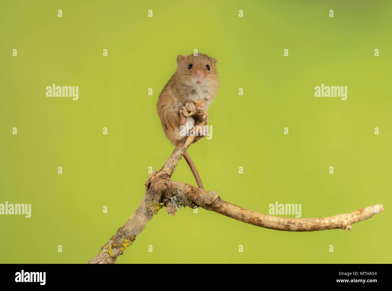 Farbmaus nagerhaus -Fotos und -Bildmaterial in hoher Auflösung – Alamy