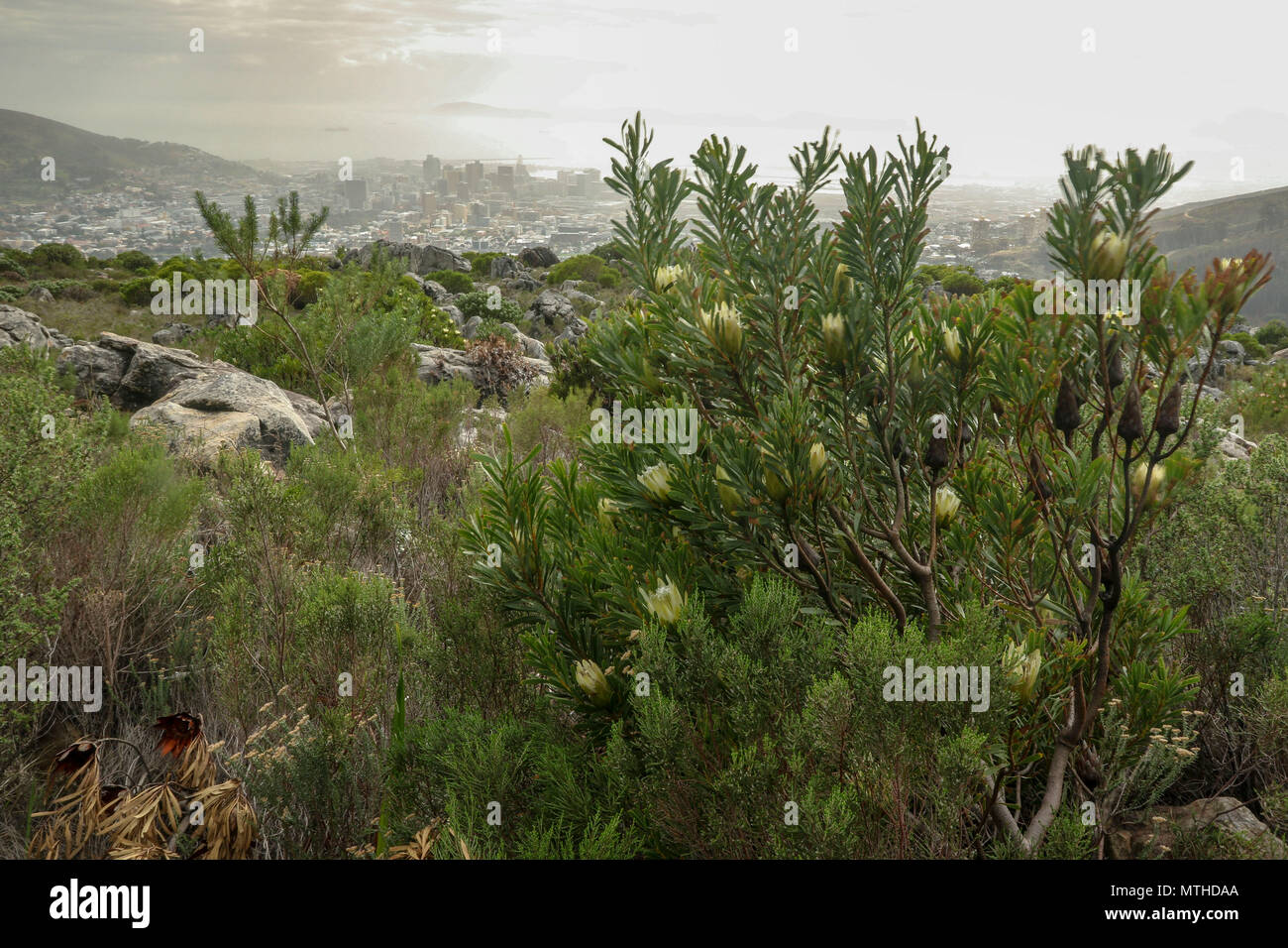 Fynbos Flower And Table Mountain Stockfotos und -bilder Kaufen - Alamy