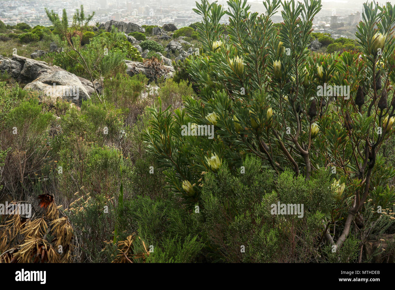 Fynbos Flower And Table Mountain Stockfotos und -bilder Kaufen - Alamy