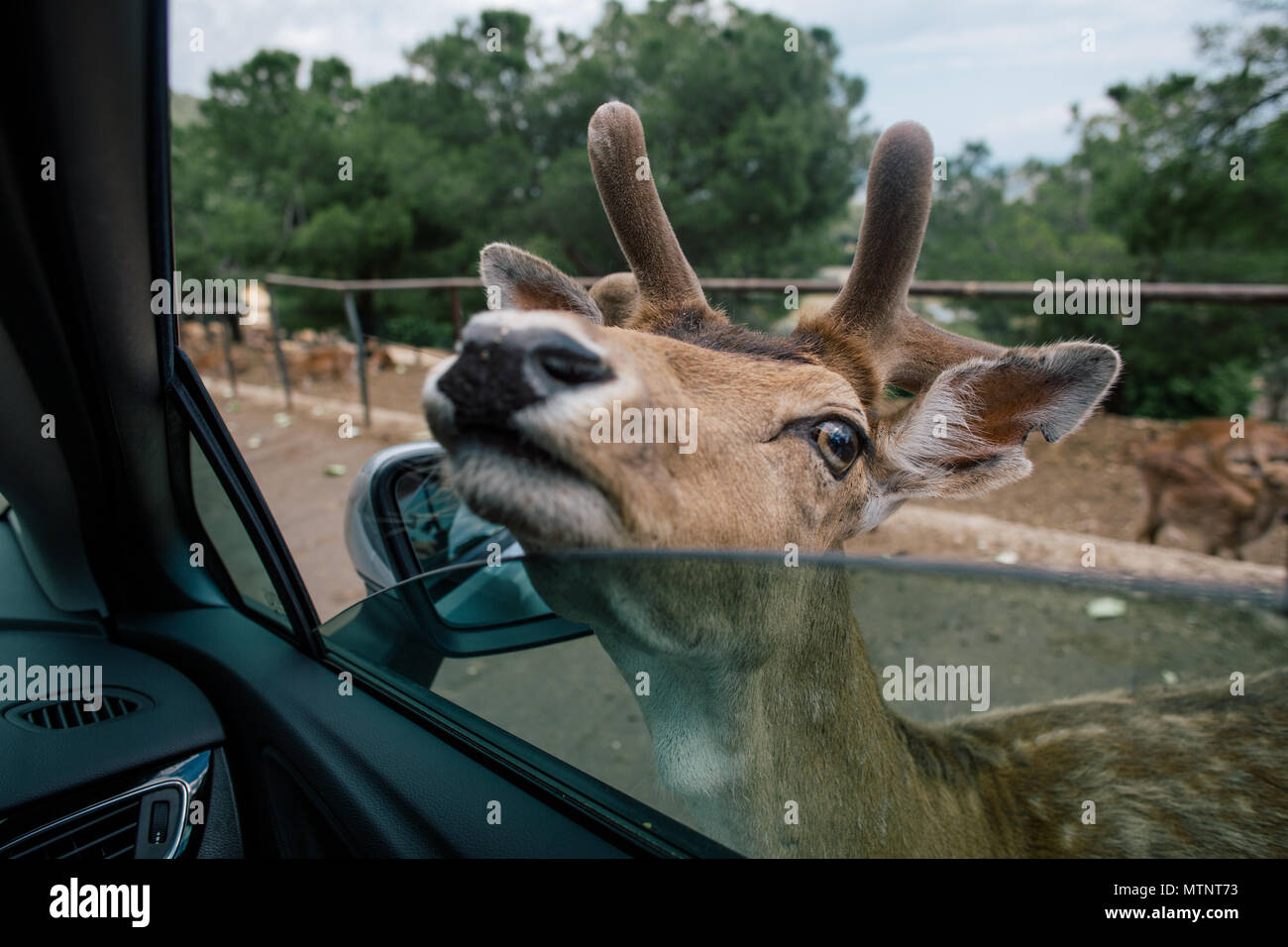 Hirsch durch das Auto in Fasano Zoo Safari Apulien Italien ...