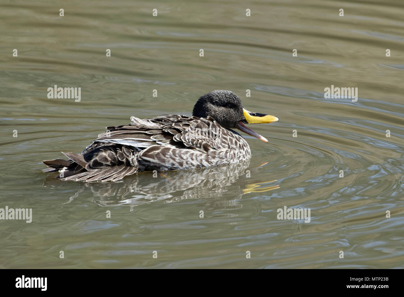 Afrikanische ente -Fotos und -Bildmaterial in hoher Auflösung – Alamy
