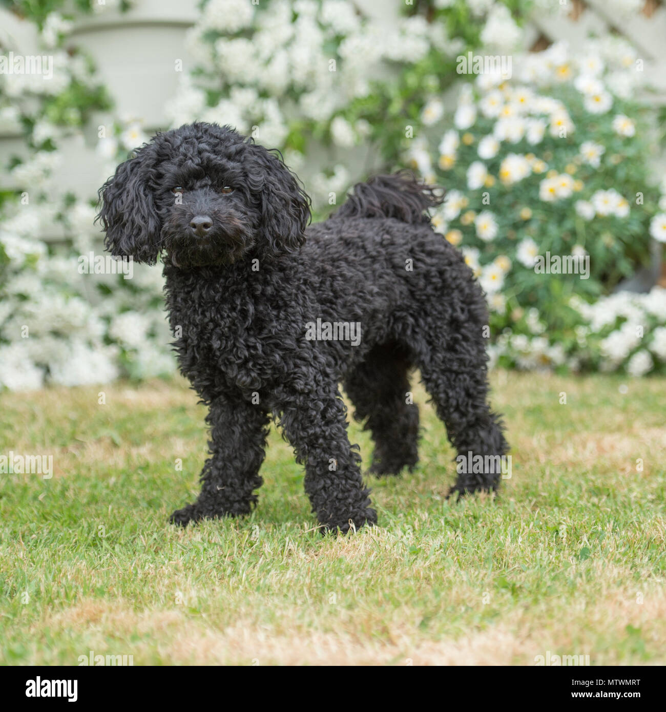 Schwarzer Pudel Stockfotos und -bilder Kaufen - Alamy