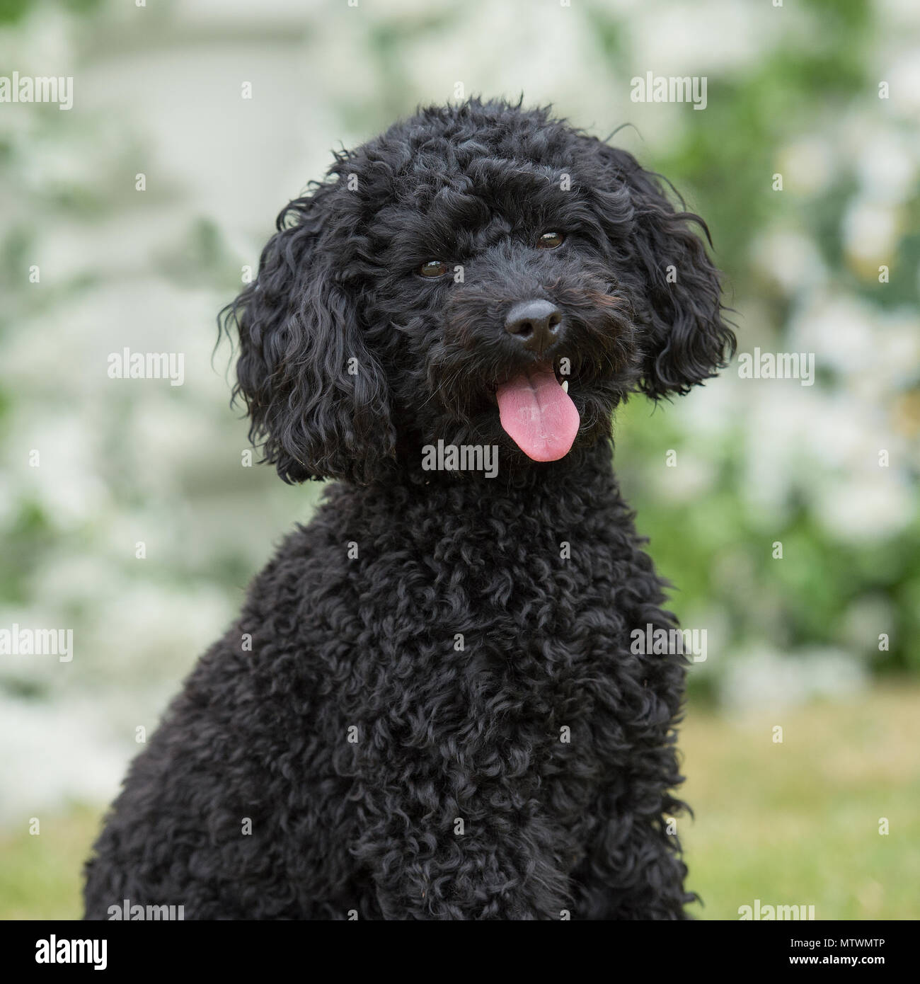 Schwarzer pudel -Fotos und -Bildmaterial in hoher Auflösung – Alamy