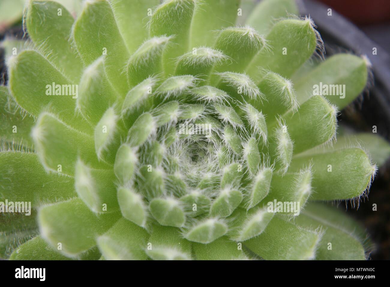 Xerophyten blatt -Fotos und -Bildmaterial in hoher Auflösung – Alamy