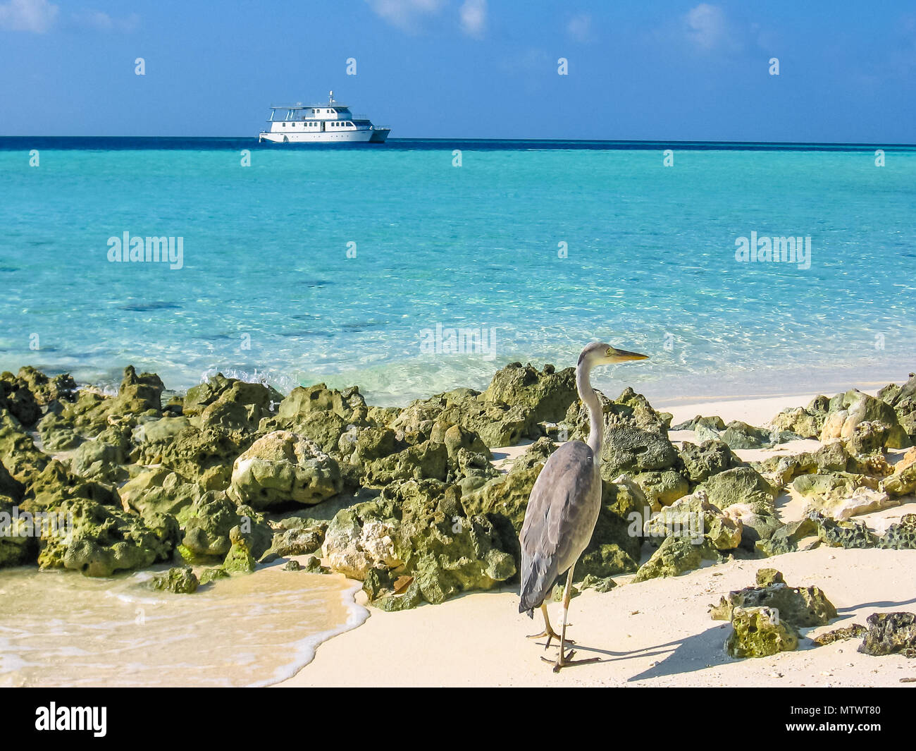 Heron Vogel auf den Malediven Strand. Türkisfarbene Wasser der Lagune ...