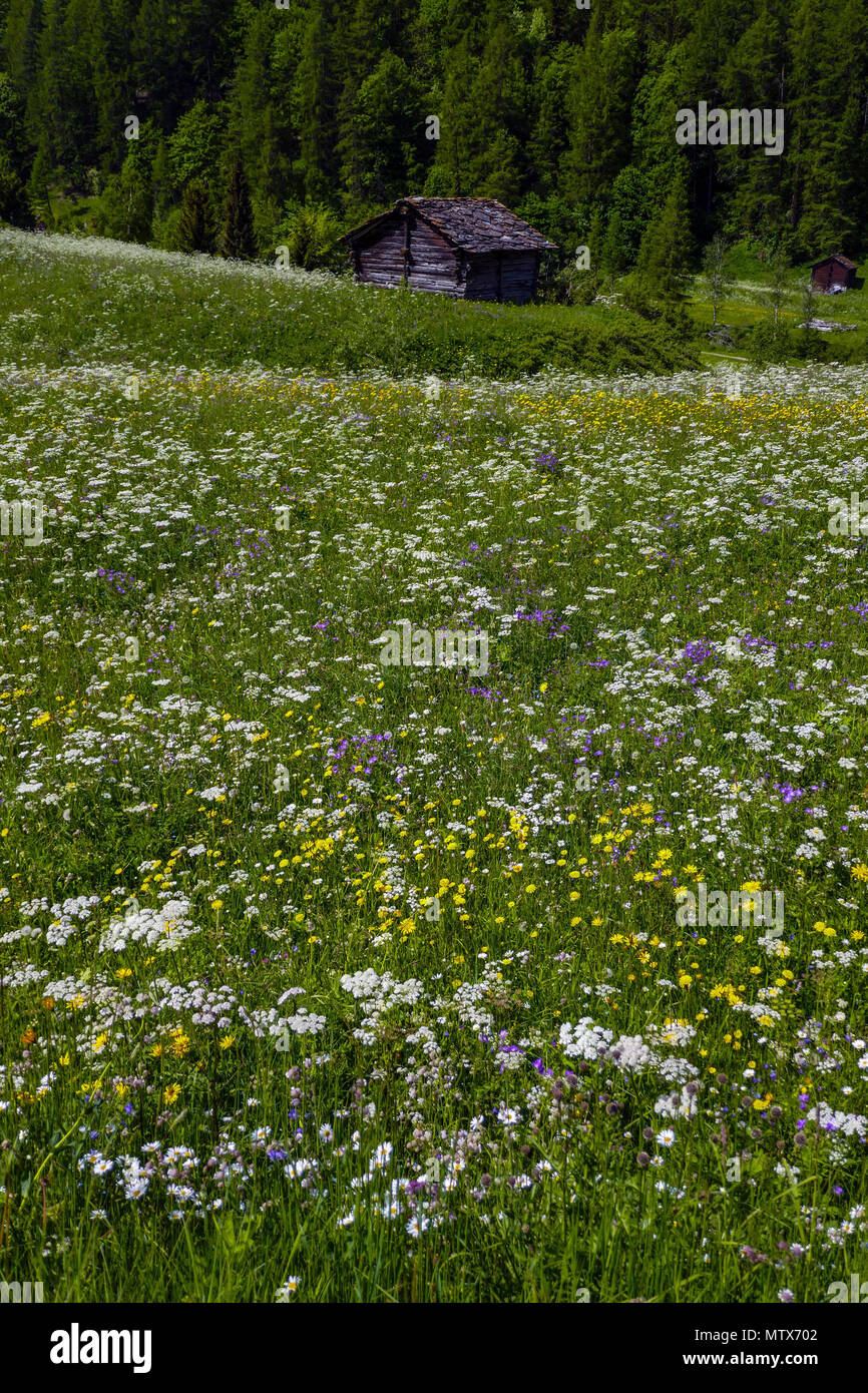 Alpine Wiesen mit Blumen und Berge in Evolène, Val d'Herens, Schweiz ...