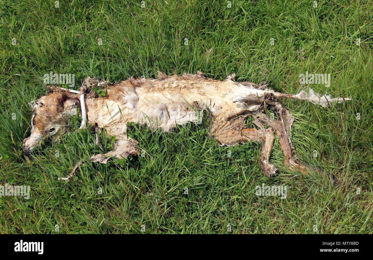 Killed fox -Fotos und -Bildmaterial in hoher Auflösung – Alamy