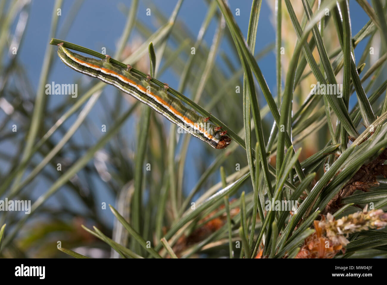 Forleule, Kieferneule, Raupe Frisst eine Kiefer, Panolis Flammea ...