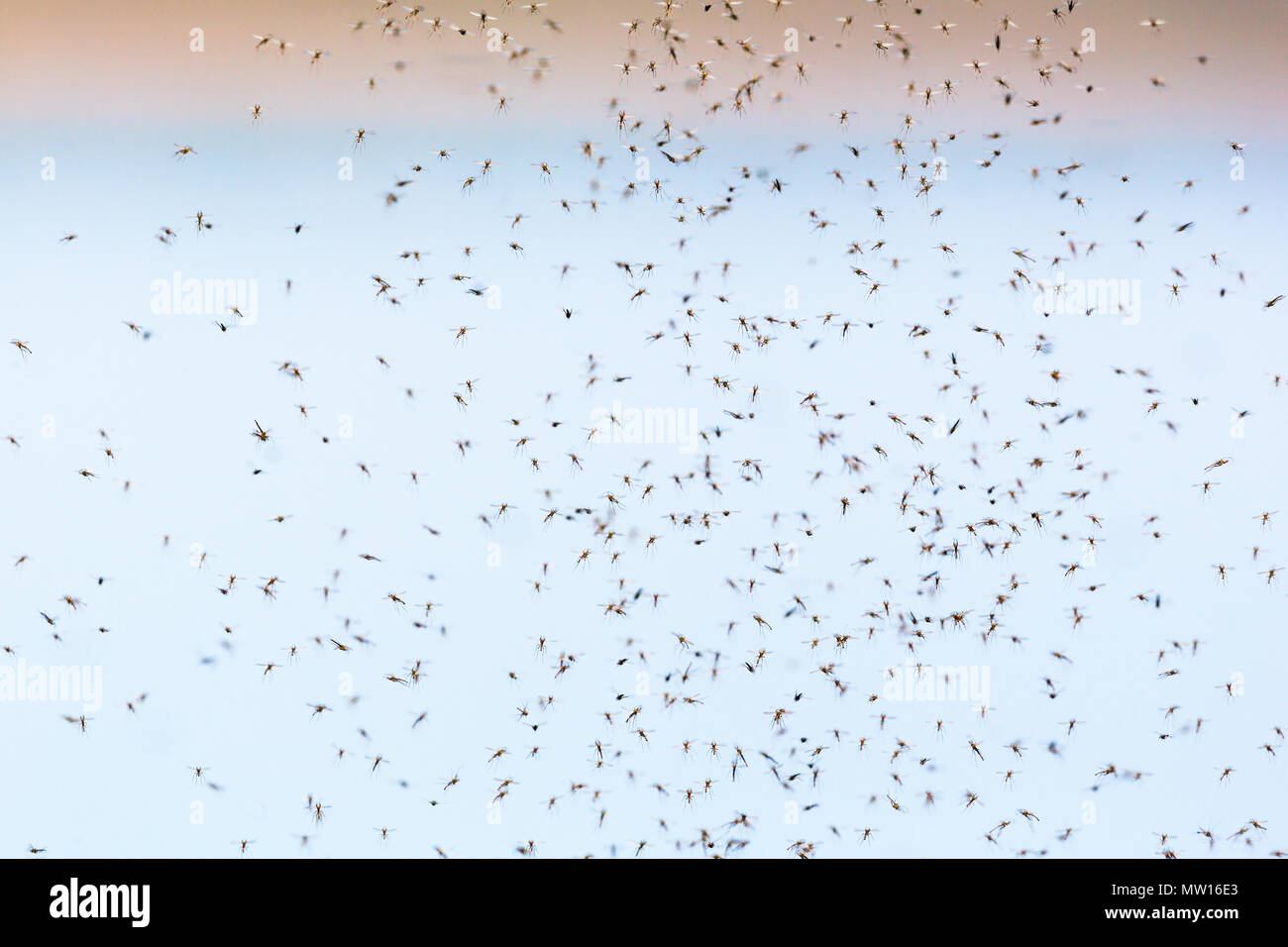 Lästige fliegende insekten -Fotos und -Bildmaterial in hoher Auflösung ...