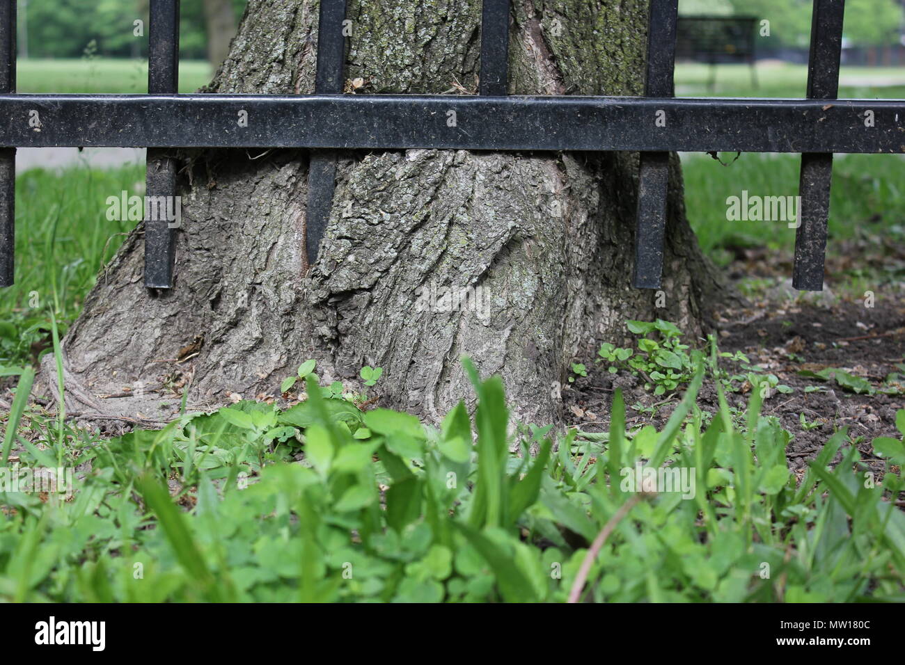 Baum wächst um einen zaun -Fotos und -Bildmaterial in hoher Auflösung ...