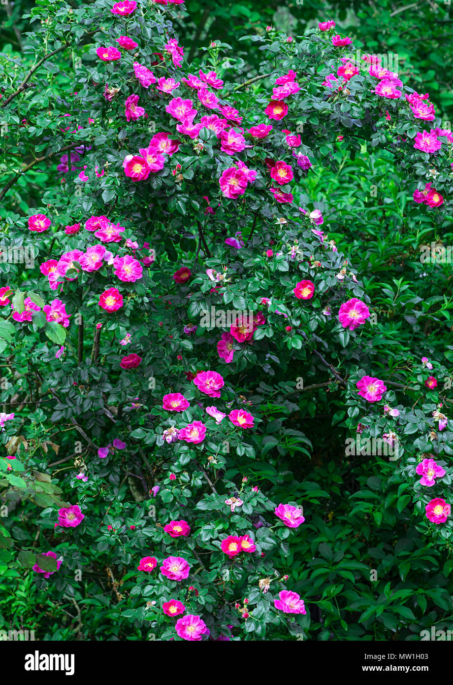Blühende Wilde Rose (Rosa), Bush, Bayern, Deutschland Stockfotografie ...