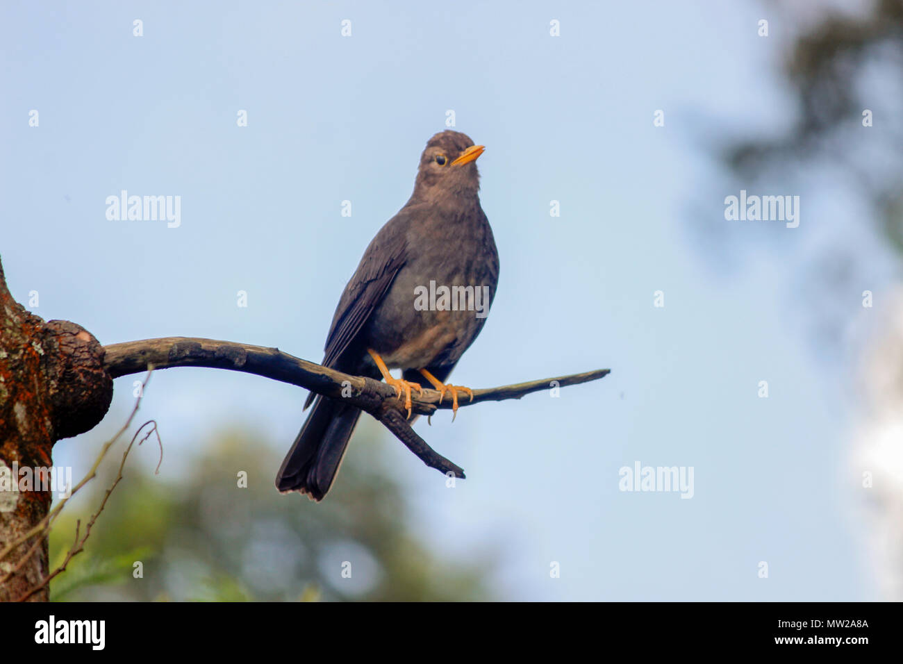 Endemisches java -Fotos und -Bildmaterial in hoher Auflösung – Alamy