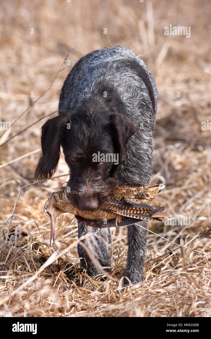 German hunting dog -Fotos und -Bildmaterial in hoher Auflösung – Alamy