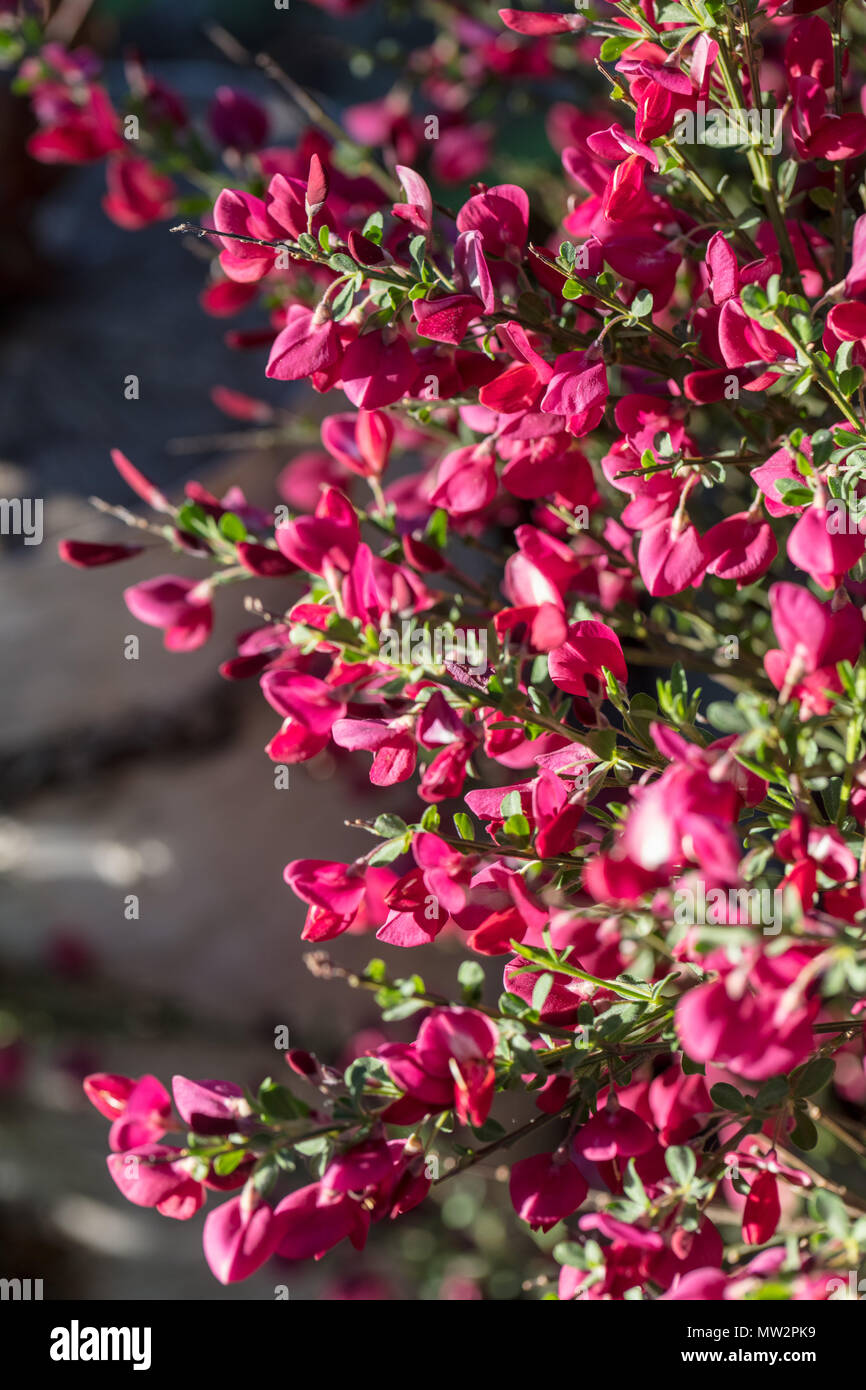 Hollansk ginst -Fotos und -Bildmaterial in hoher Auflösung – Alamy