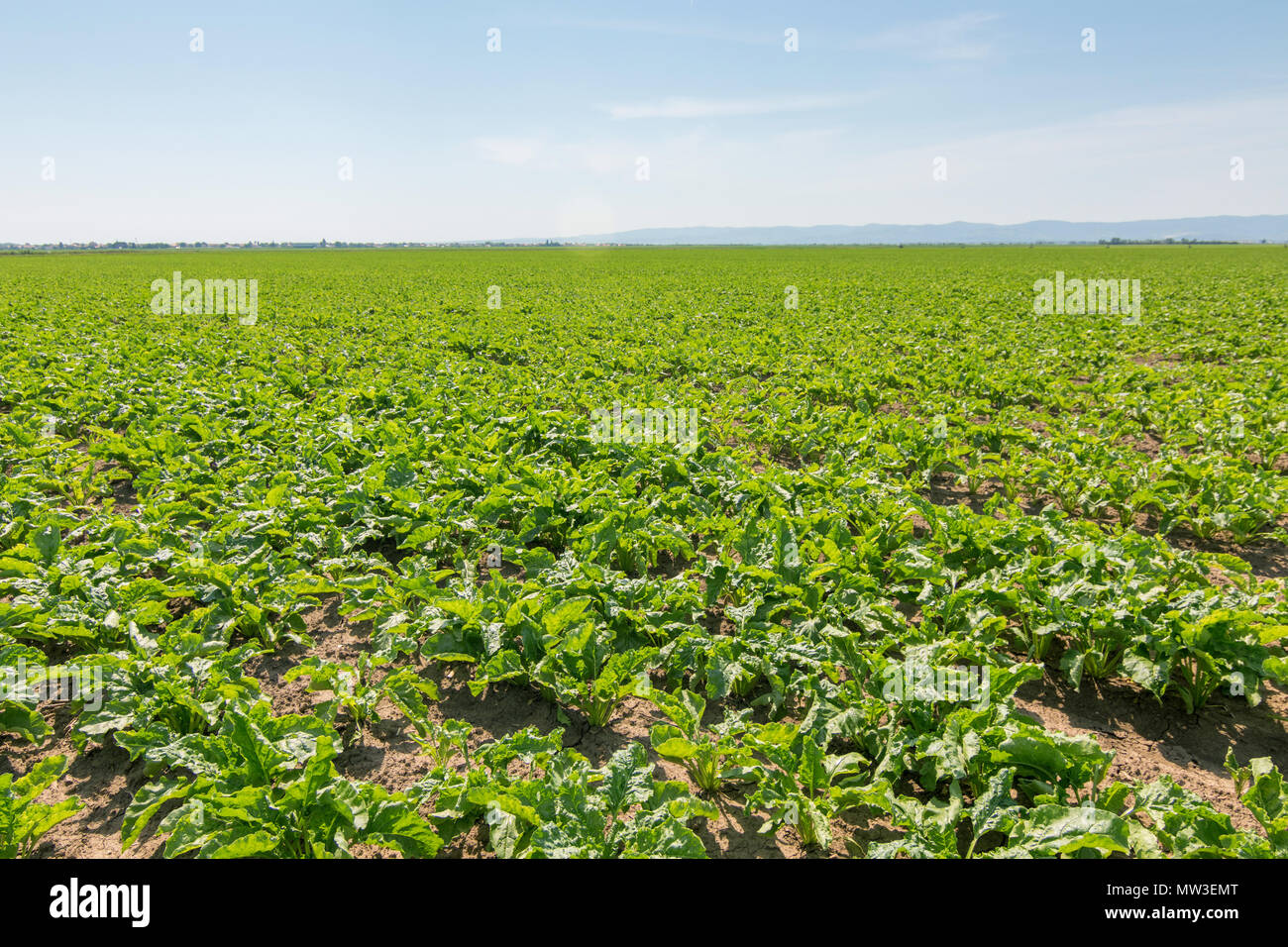 Sugar Beet Root Crop In Stockfotos und -bilder Kaufen - Alamy