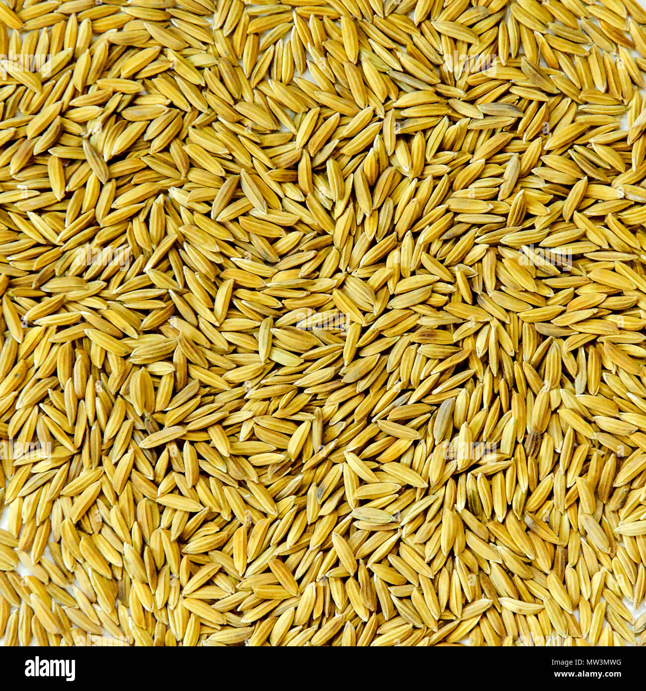 Reies getreide -Fotos und -Bildmaterial in hoher Auflösung – Alamy