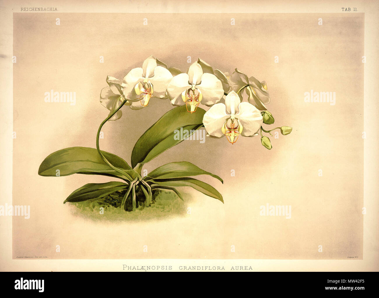 Phalaenopsis amabilis var grandiflora -Fotos und -Bildmaterial in hoher ...