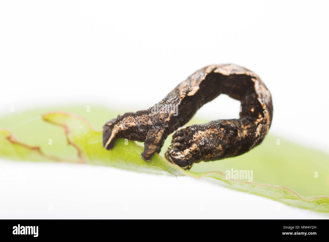 T comai motten raupe -Fotos und -Bildmaterial in hoher Auflösung – Alamy
